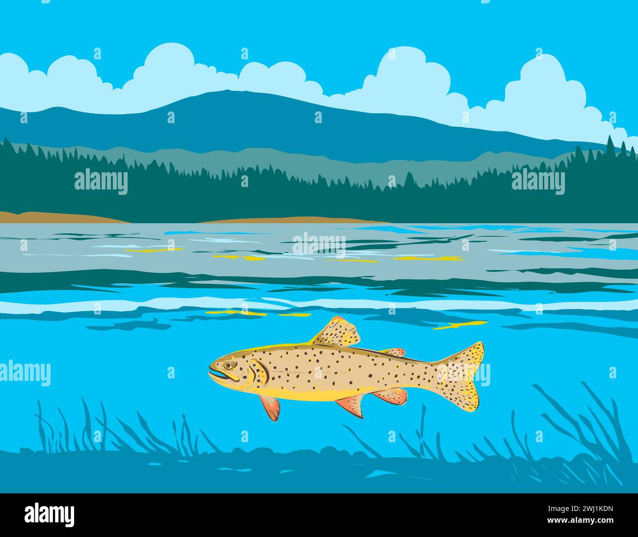 Oncorhynchus apache hi-res stock photography and images - Alamy