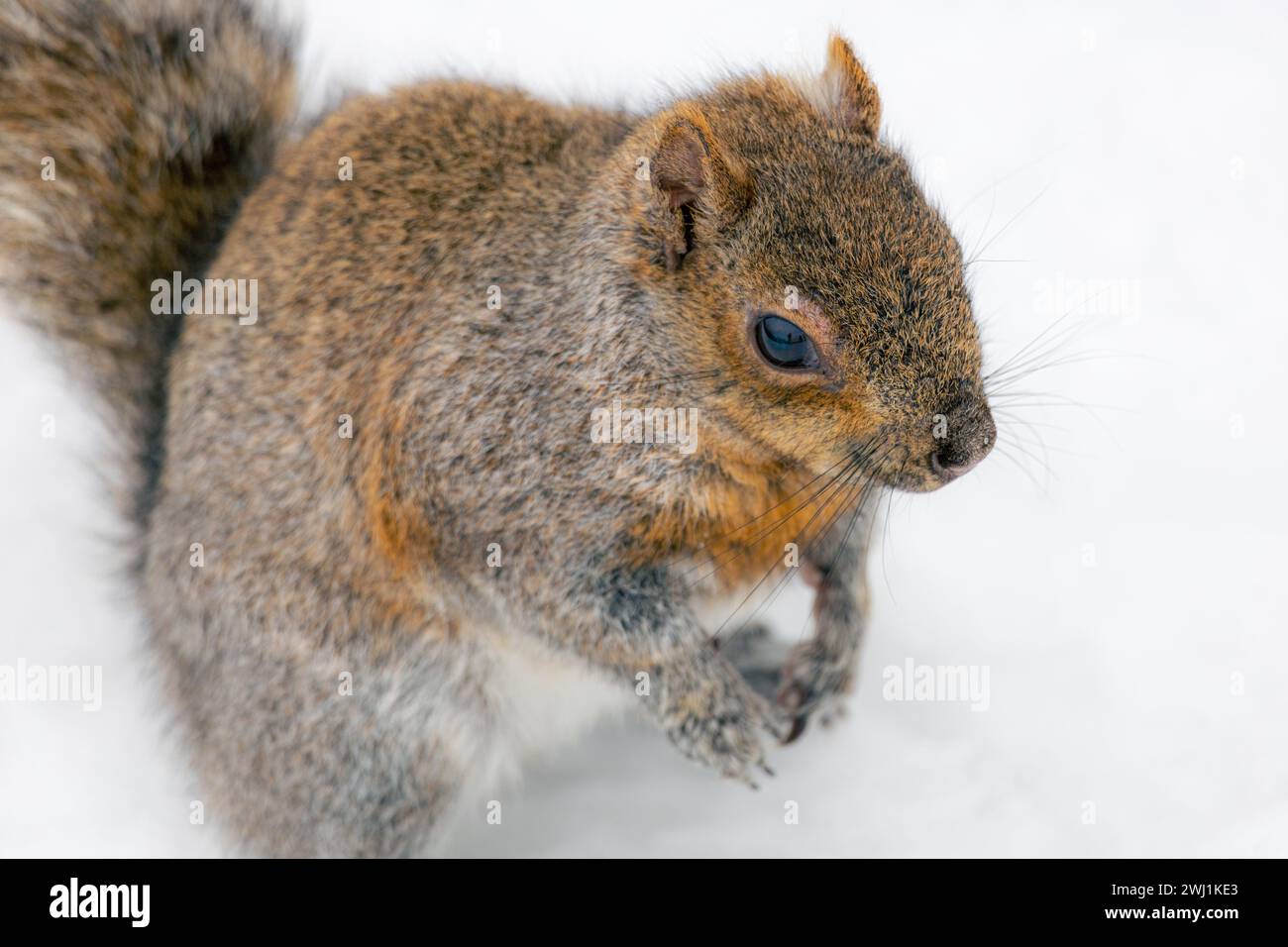 Montreal angrignon hi-res stock photography and images - Alamy