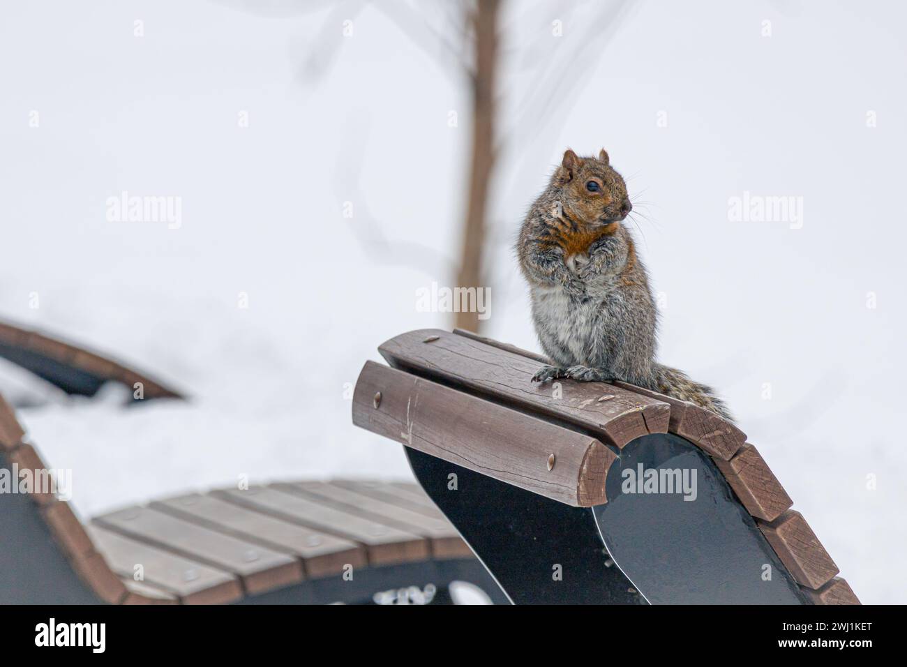 Angrignon park montreal hi-res stock photography and images - Alamy