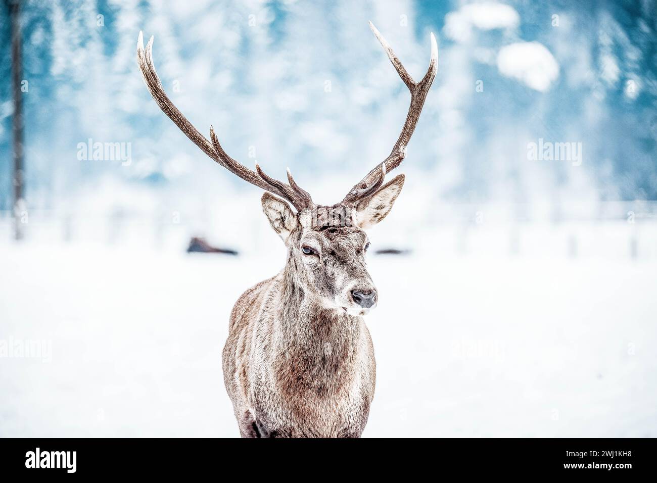Noble wildlife hi-res stock photography and images - Alamy