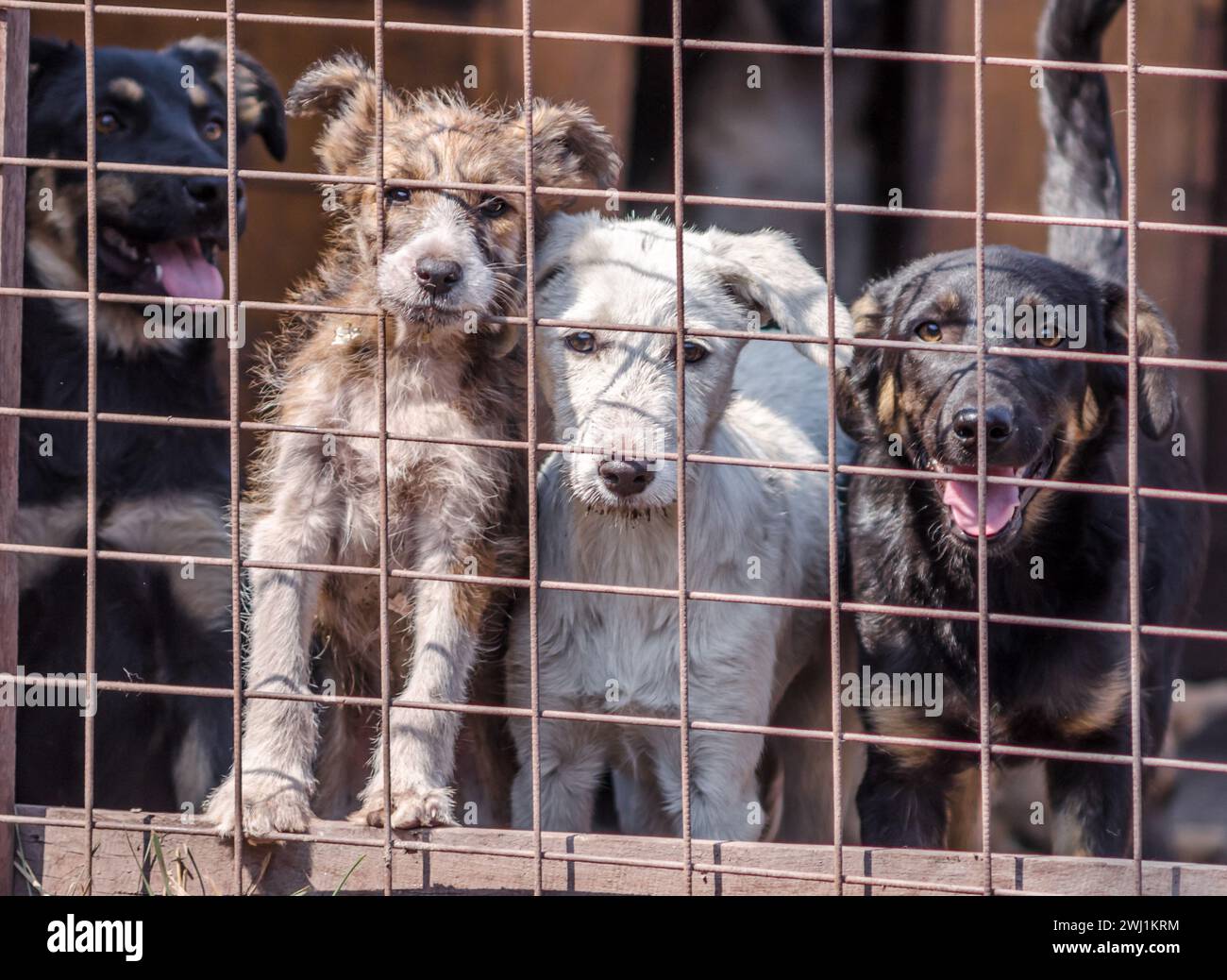 Four puppies behind bars in a cage Stock Photo - Alamy
