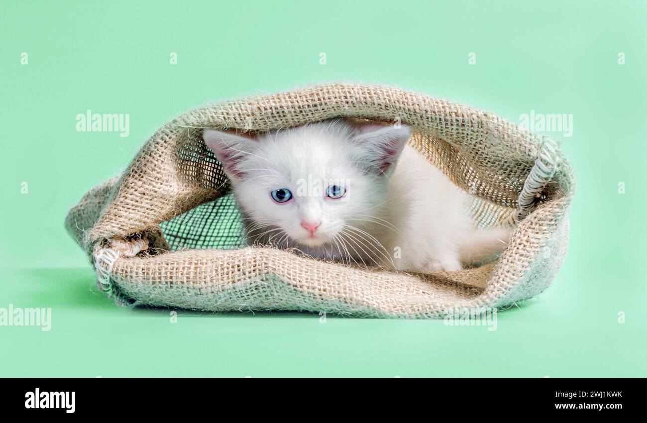 sad cat in sack on light green color background Stock Photo - Alamy