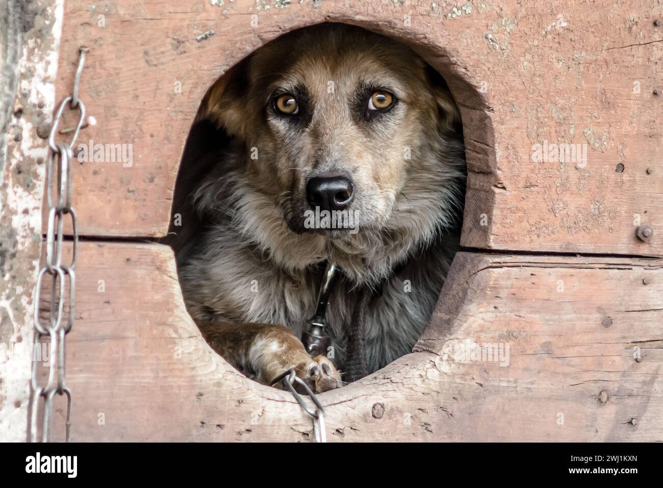 Dog chain frightened hi-res stock photography and images - Alamy