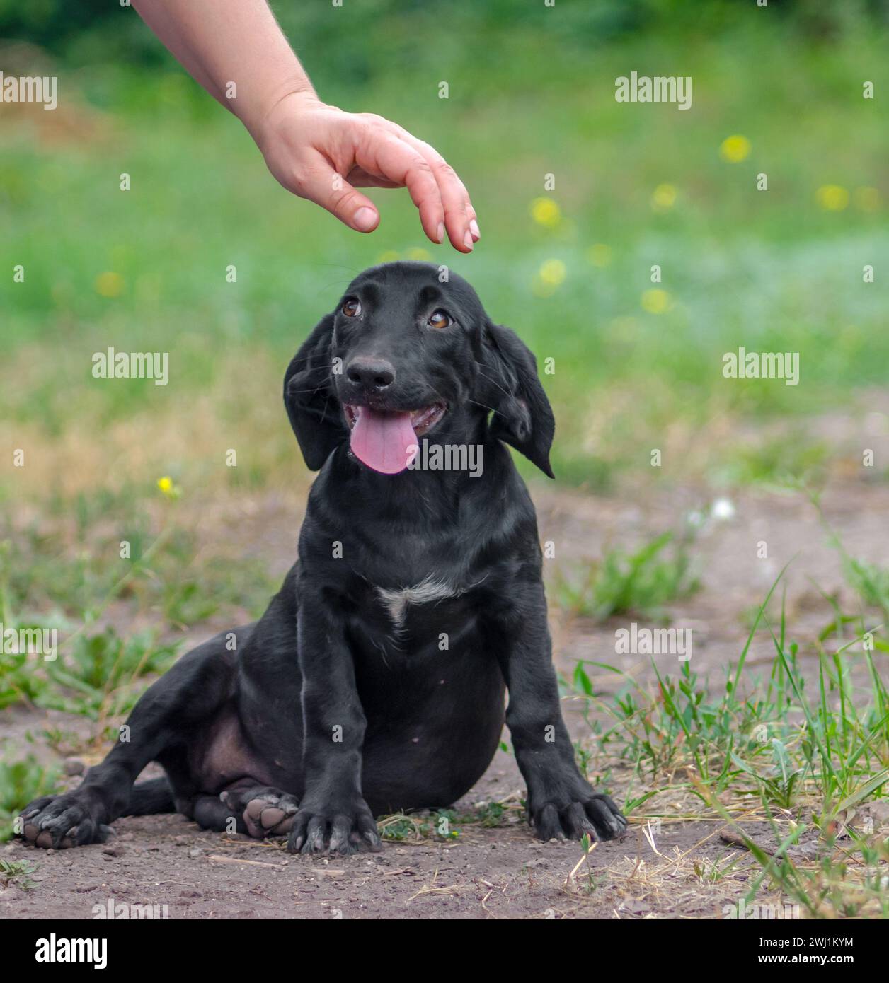 Human hand is about to stroke a puppy Stock Photo - Alamy