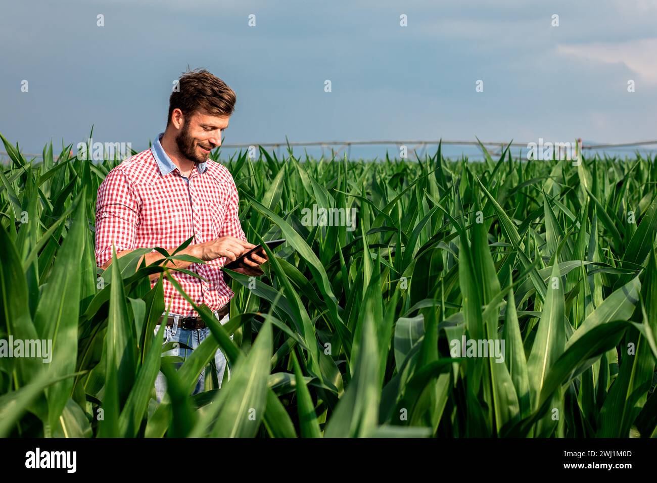 Farmer standing in corn field holding tablet in his hand and examining ...