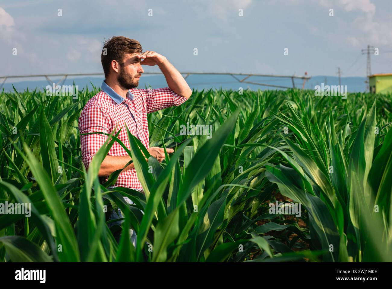 Farmer standing in corn field holding tablet in his hand and examining ...