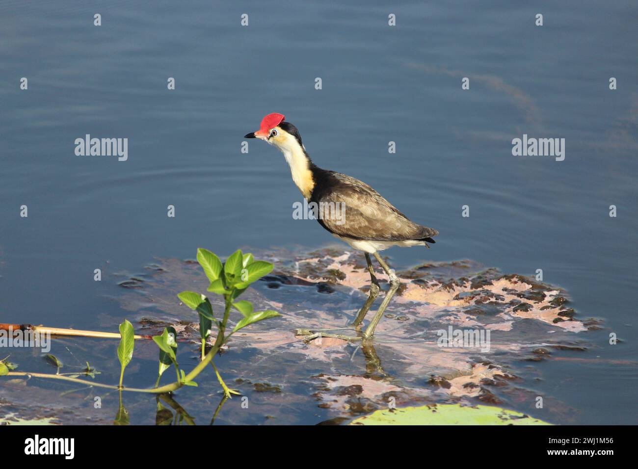 Comb-crested Jacana at Yellow Water in Kakadu National Park Stock Photo ...