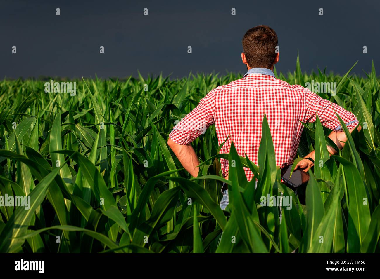 Rear view of farmer standing in corn field examining crop during bad ...