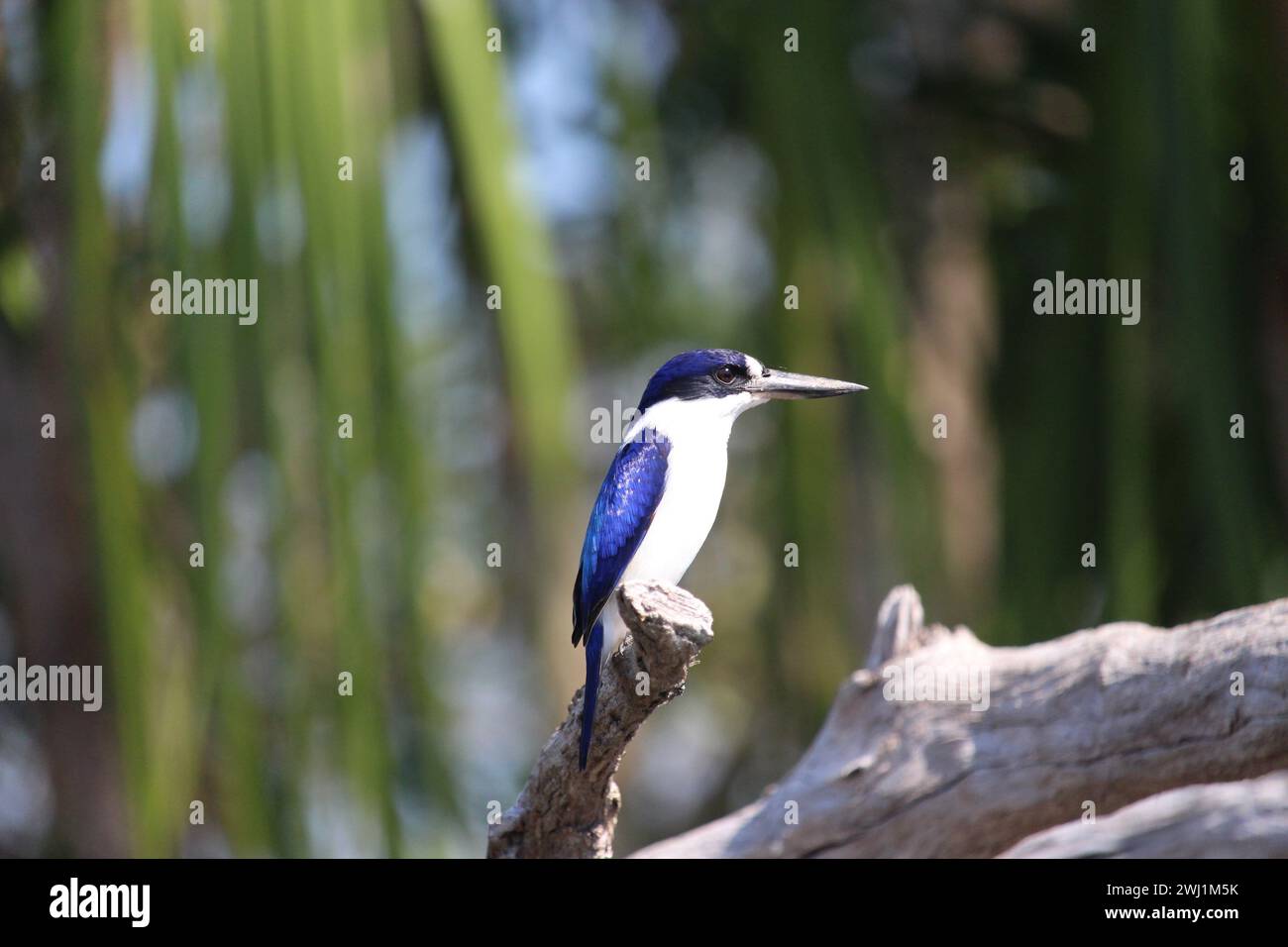 Australian forest kingfishers hi-res stock photography and images - Alamy