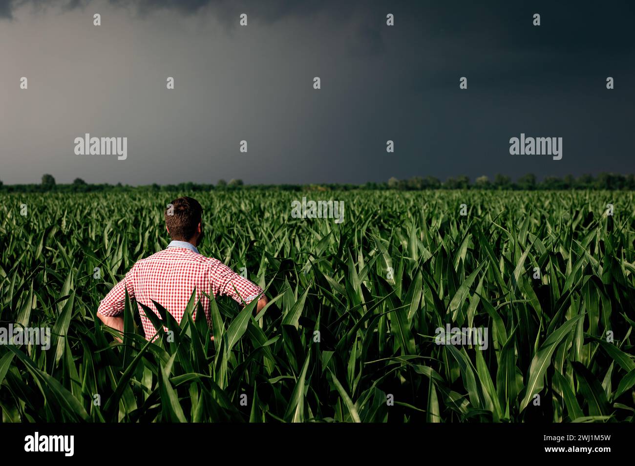 Rear view of farmer standing in corn field examining crop during bad ...