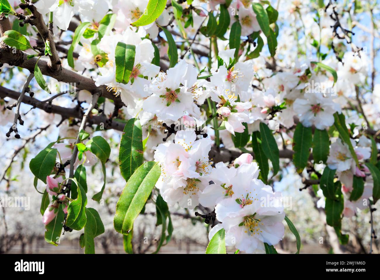 Early spring in Israel. Gorgeous almond grove in bloom. White - pink ...