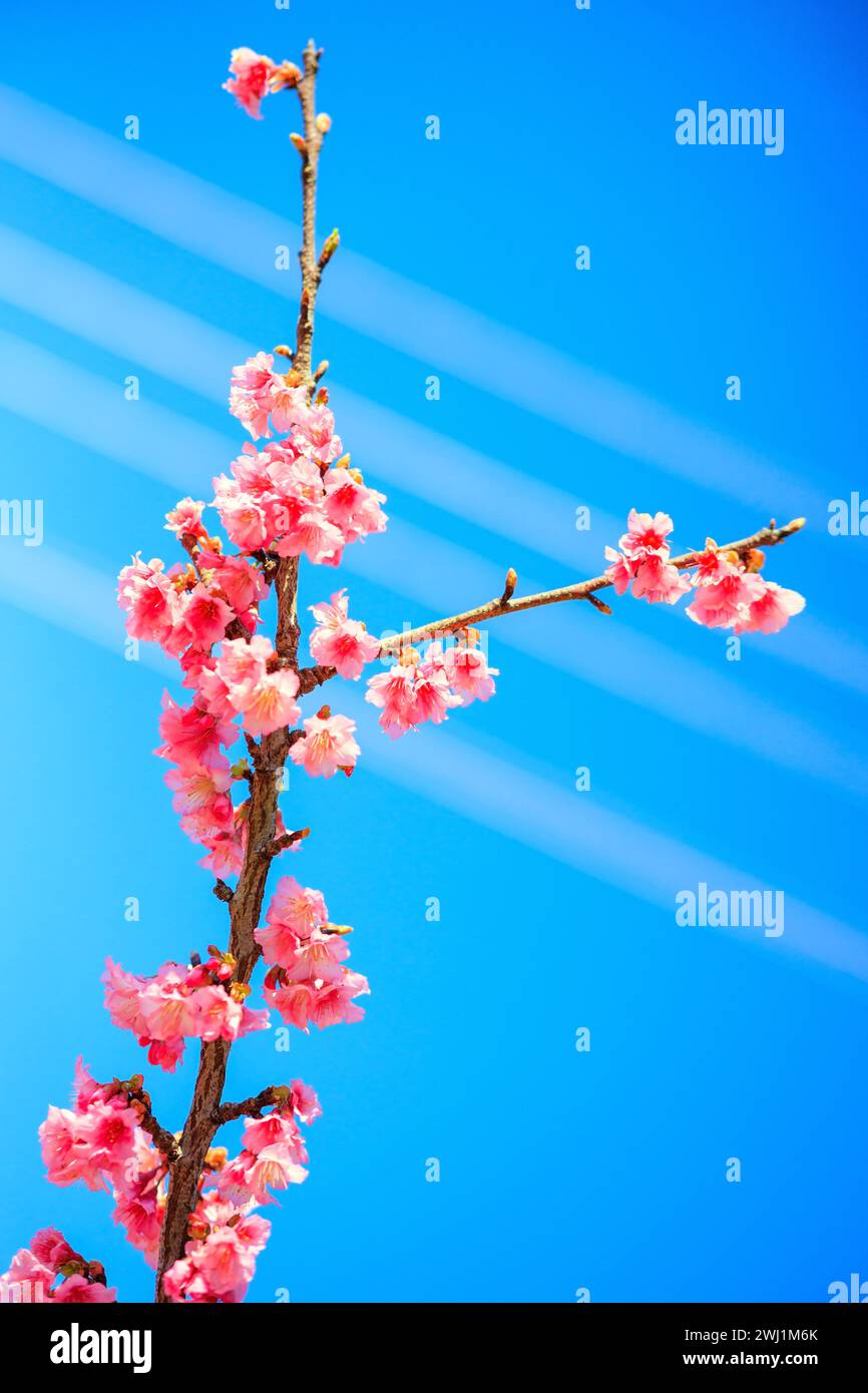 Pink terry cherry flowers Stock Photo - Alamy