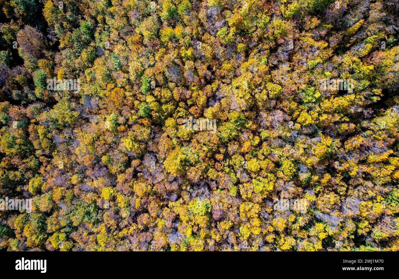 Aerial top view autumn trees hi-res stock photography and images - Alamy