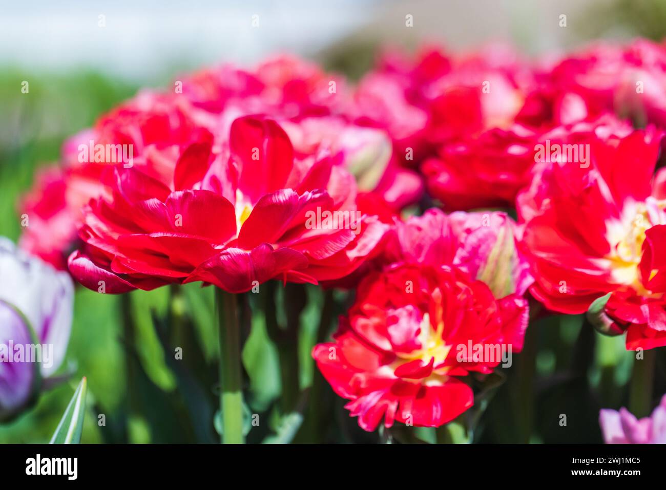 Bright scarlet tulip flowers grow in a garden, close-up photo with ...