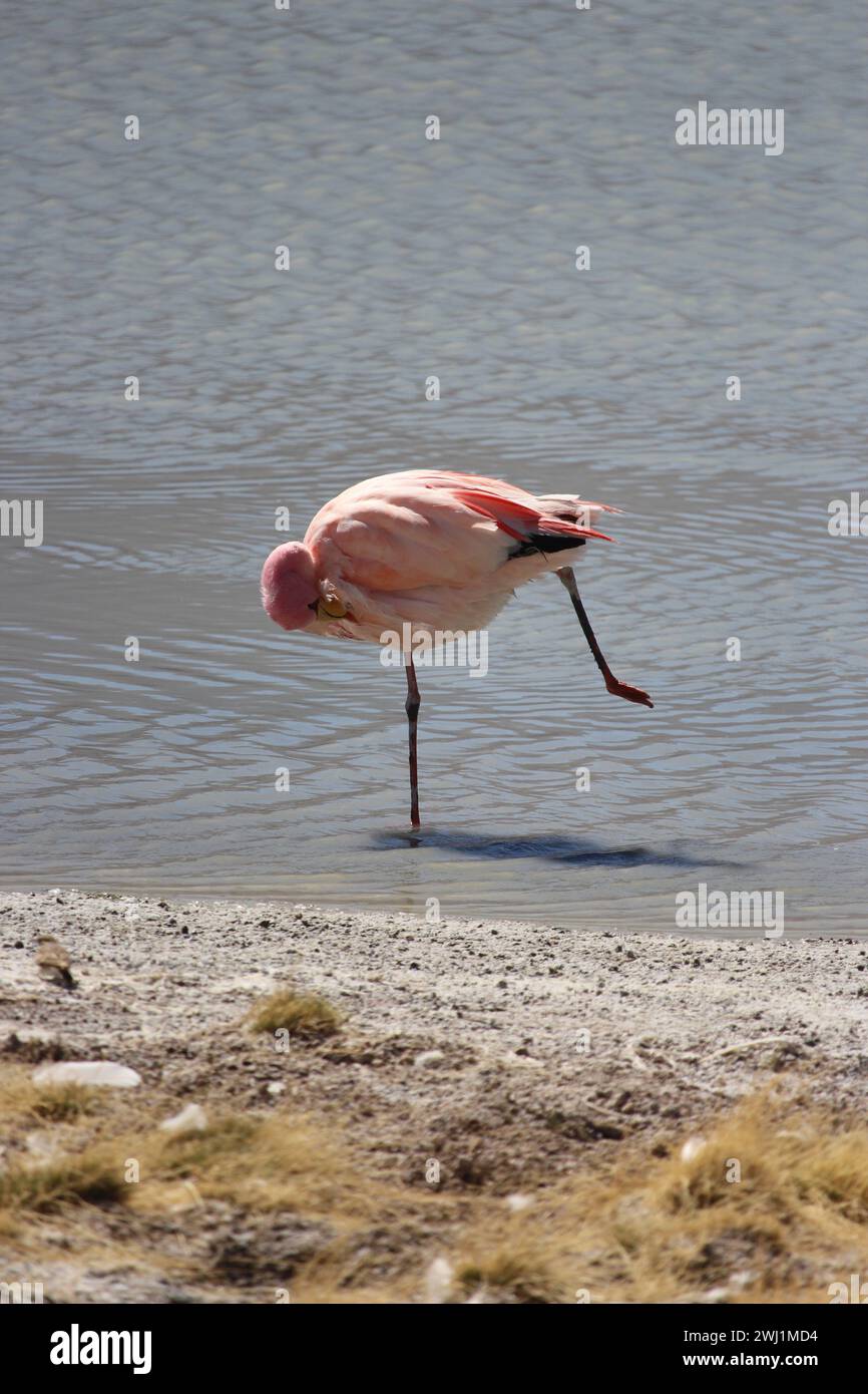 Flamingo at Hedionda Lagoon Stock Photo - Alamy