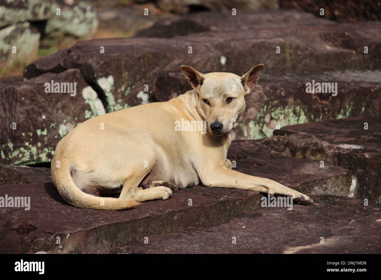 Cambodian dogs hi-res stock photography and images - Alamy