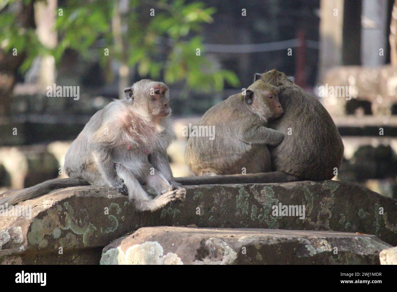 Cambodian macaques hi-res stock photography and images - Alamy