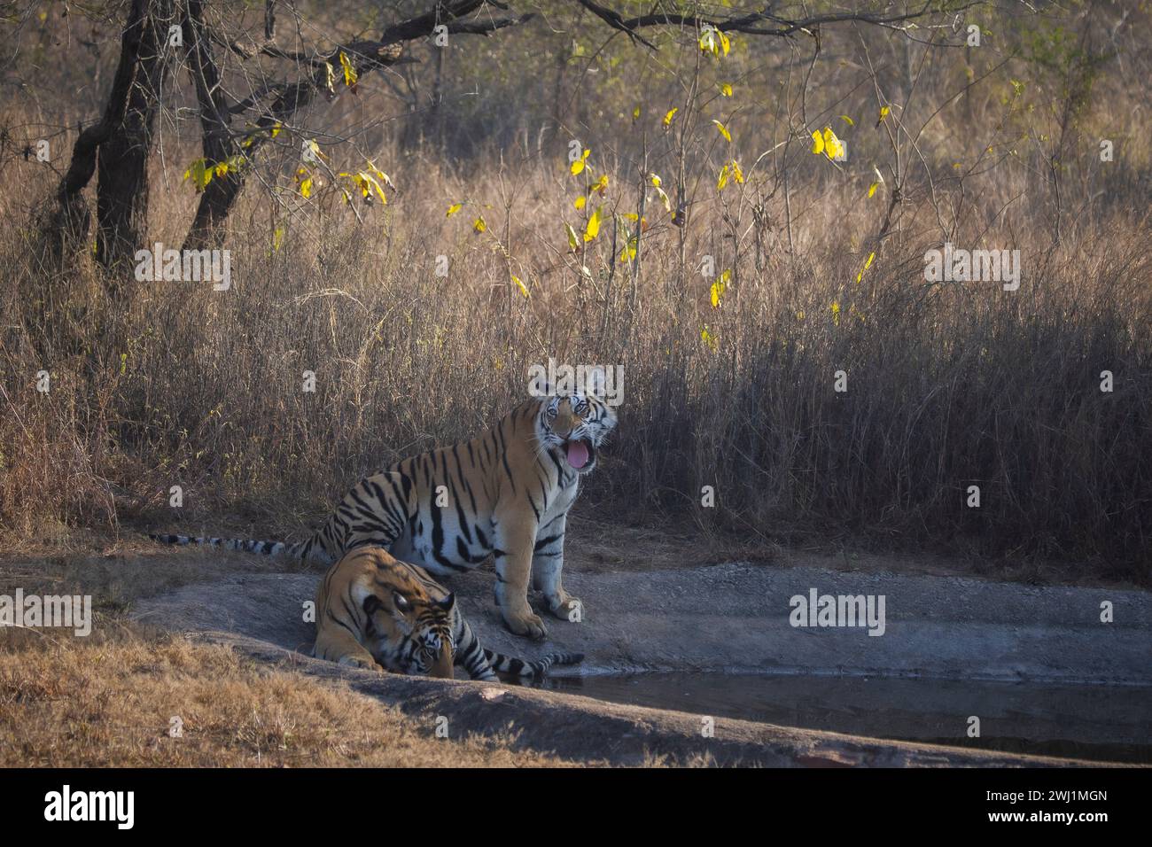 Royal Bengal Tiger, Panthera tigris, cubs, Panna Tiger Reserve, Madhya ...