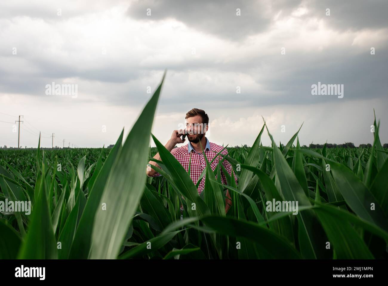 Farmer standing in corn field examining crop while talking on phone ...