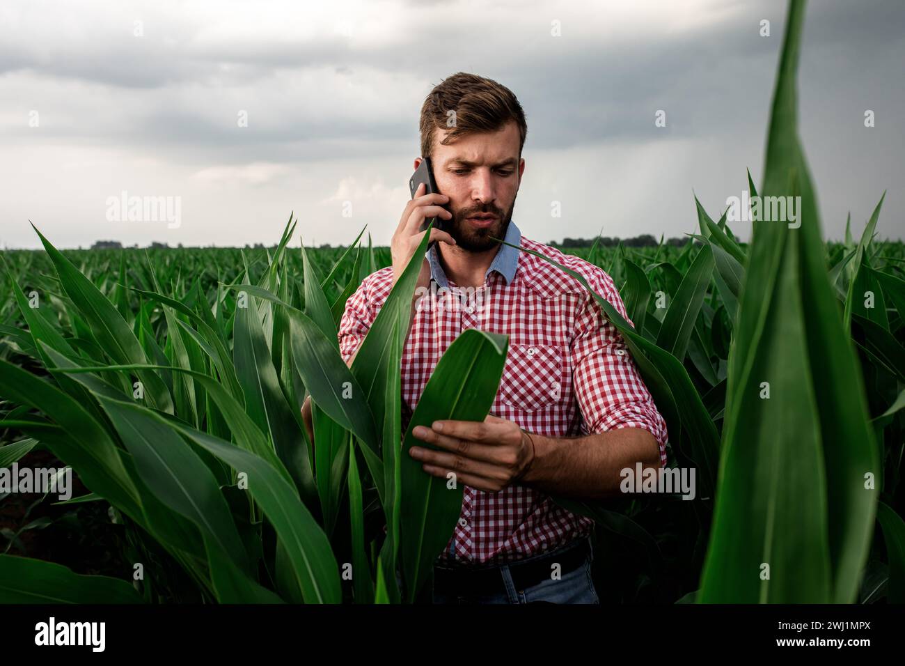Farmer standing in corn field examining crop while talking on phone ...