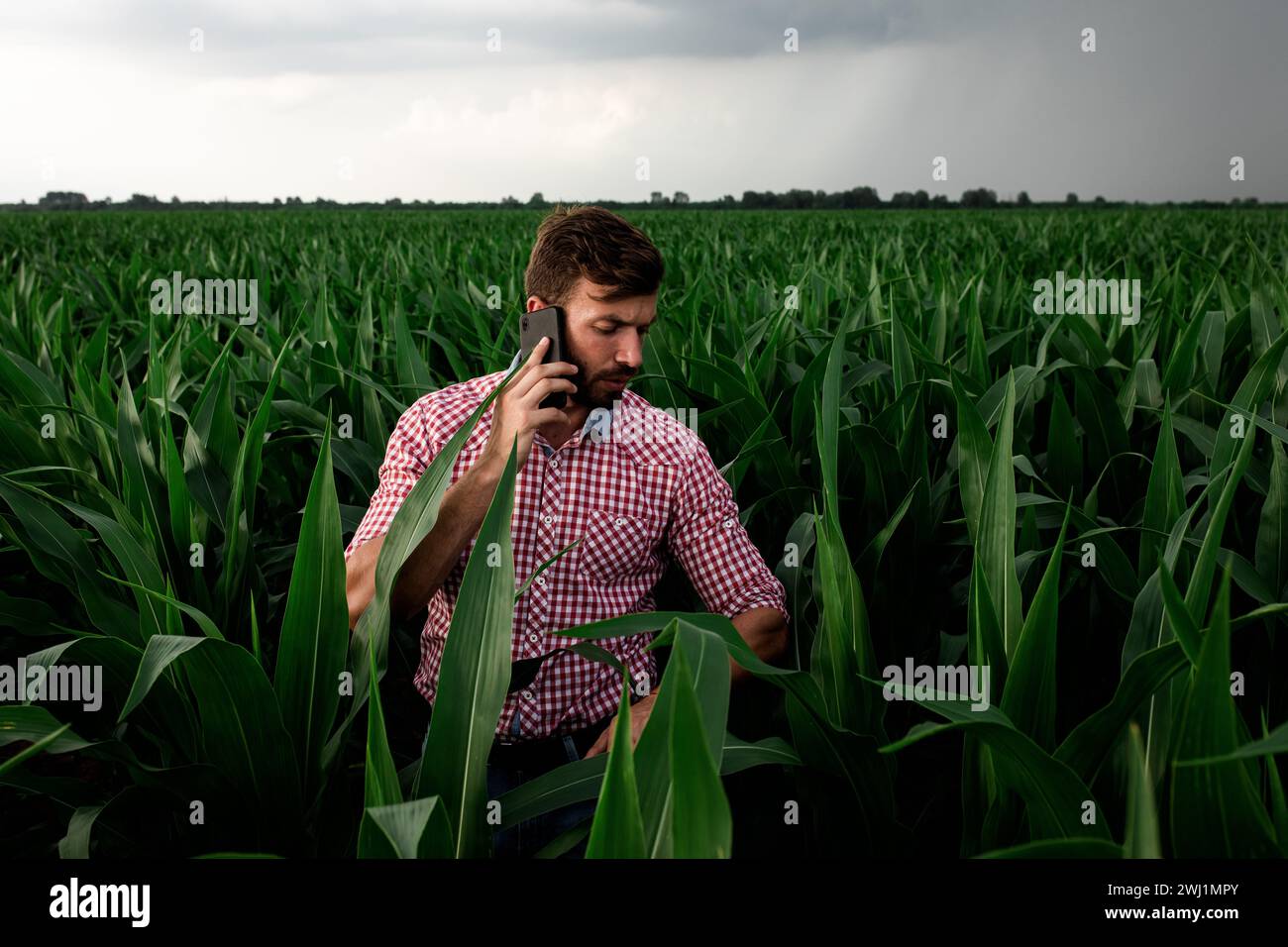 Farmer standing in corn field examining crop while talking on phone ...