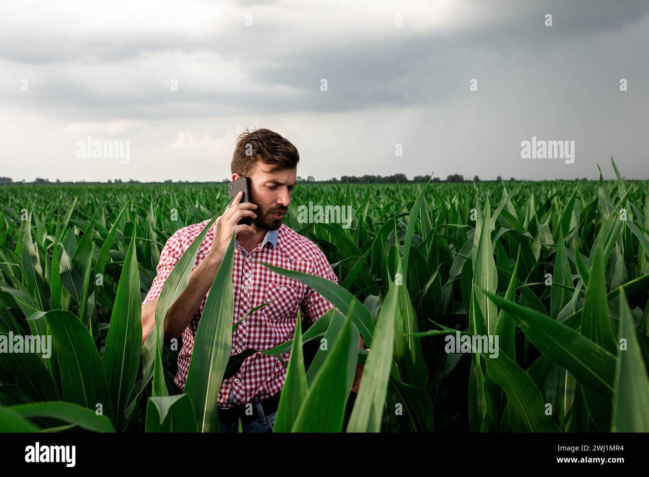 Farmer standing in corn field examining crop while talking on phone ...