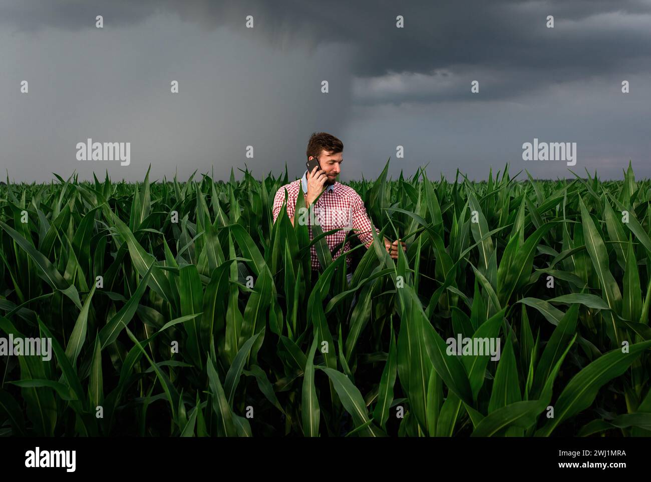 Farmer standing in corn field examining crop while talking on phone ...
