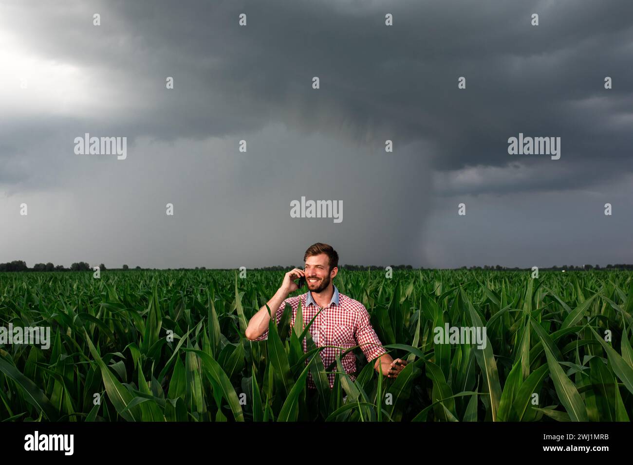 Farmer standing in corn field examining crop while talking on phone ...