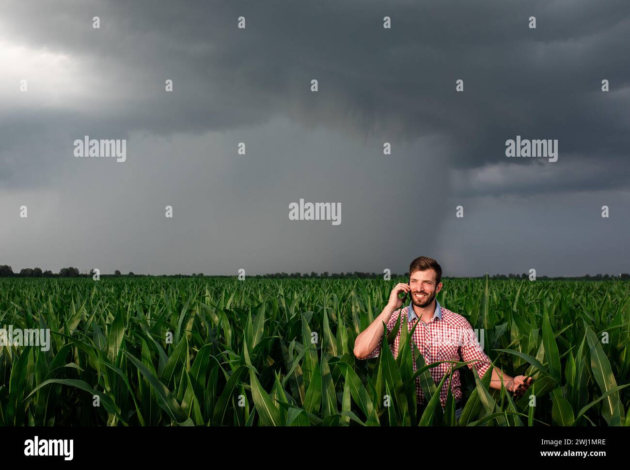 Farmer standing in corn field examining crop while talking on phone ...