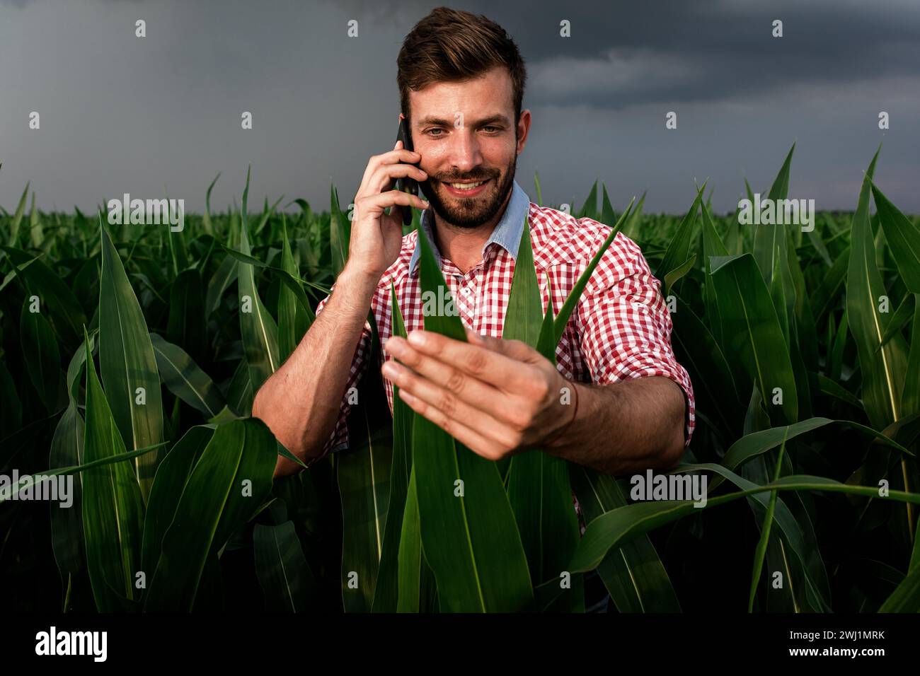 Farmer standing in corn field examining crop while talking on phone ...