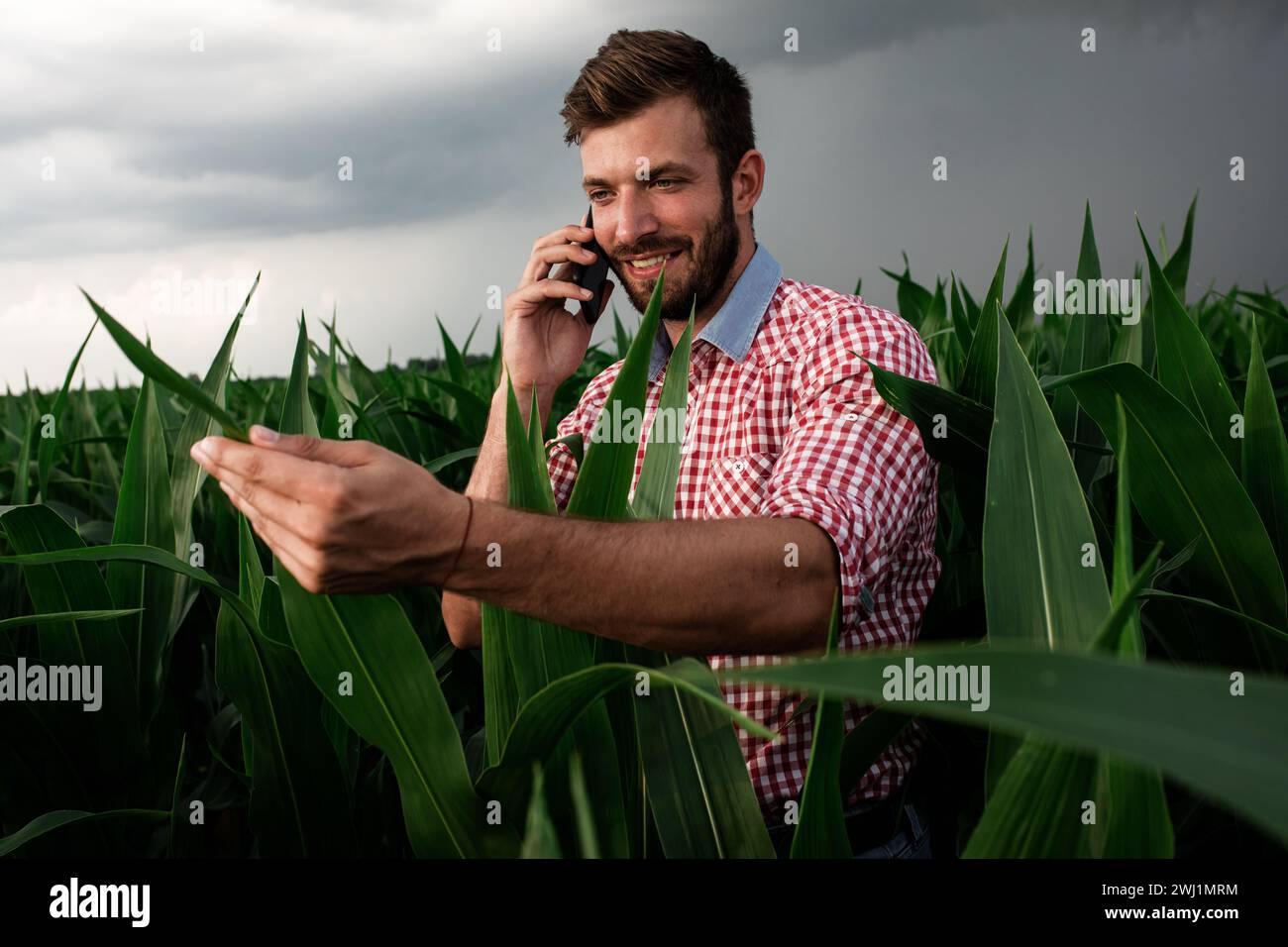Farmer standing in corn field examining crop while talking on phone ...