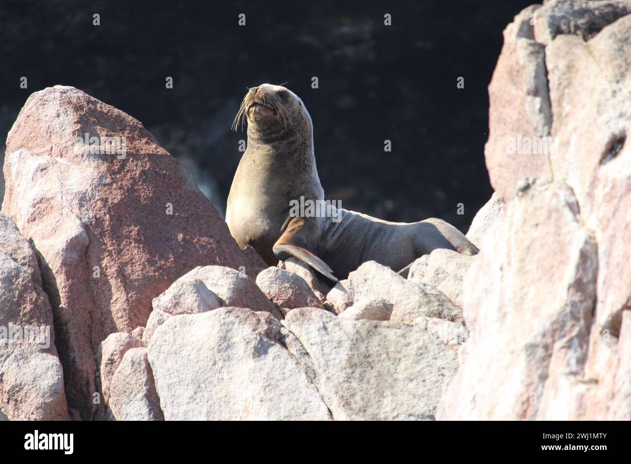 Peruvian lion hi-res stock photography and images - Alamy