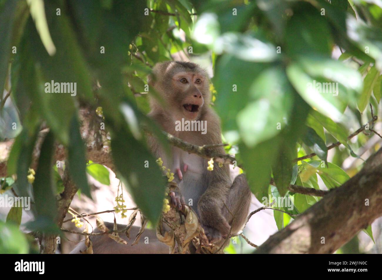 Pig in thailand hi-res stock photography and images - Alamy