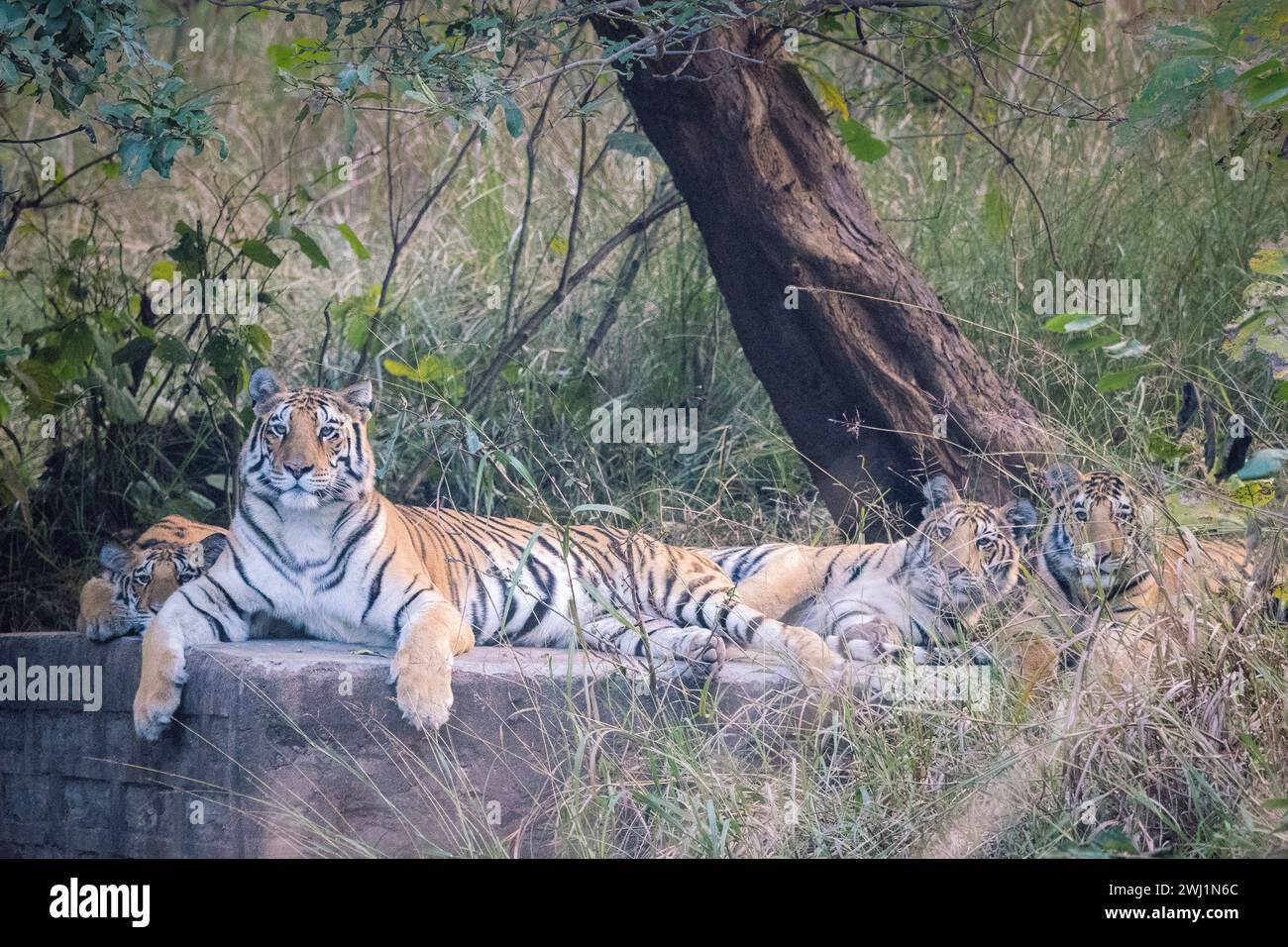 Royal Bengal Tiger, Panthera tigris, cubs, Panna Tiger Reserve, Madhya ...