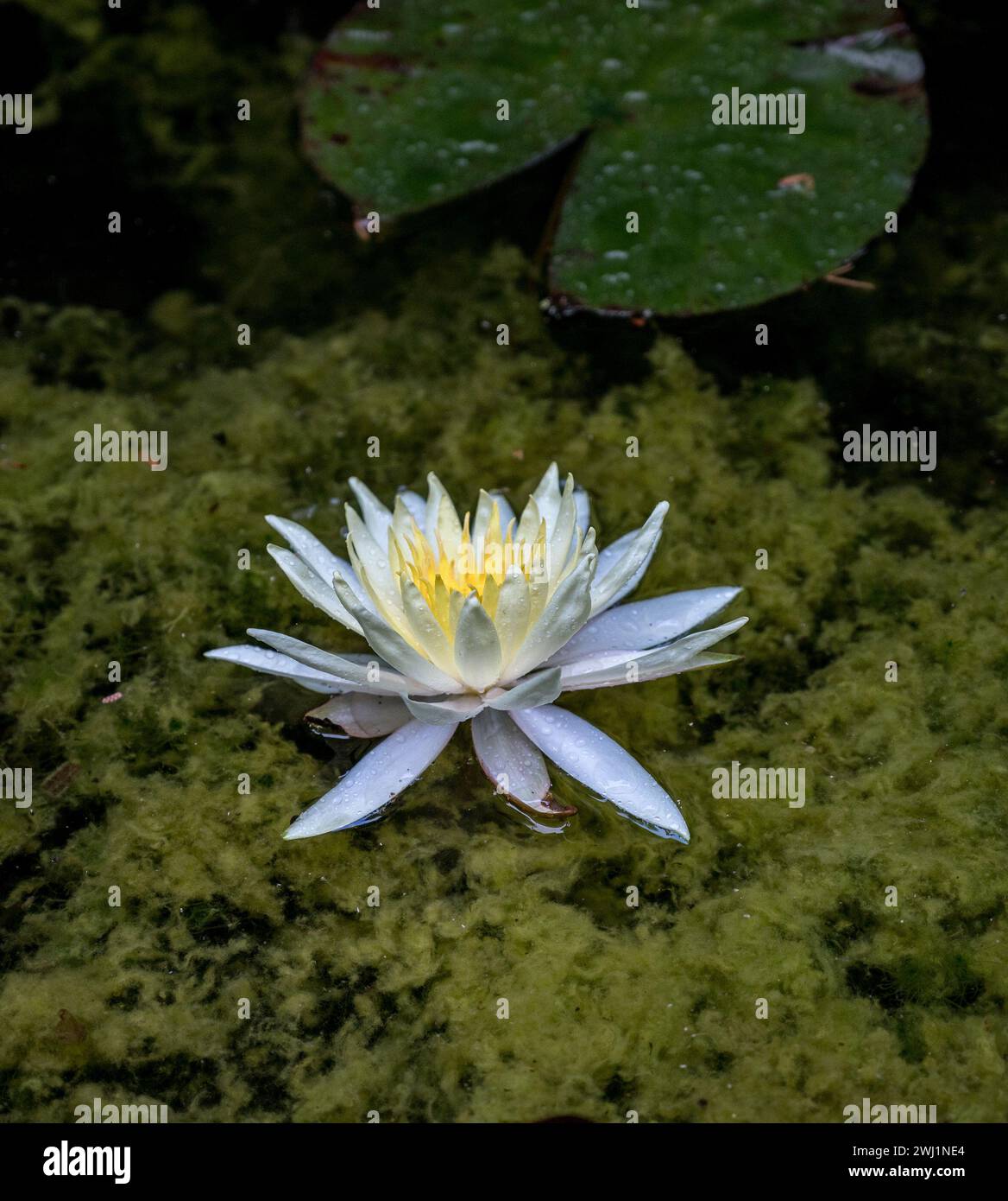 Plantas de lirio hi-res stock photography and images - Alamy