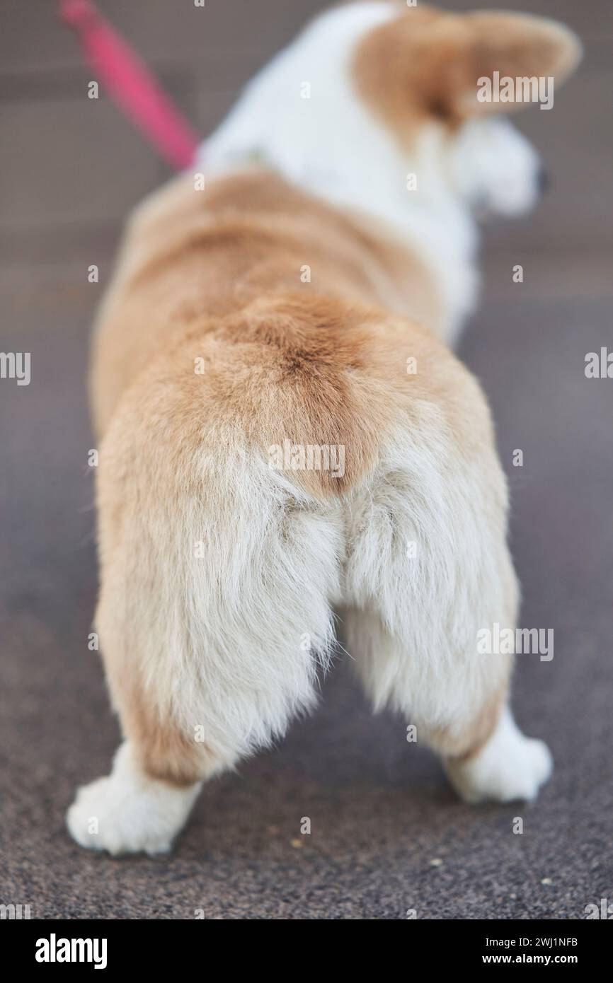 Welsh Corgi dog standing with his back to the camera Stock Photo - Alamy