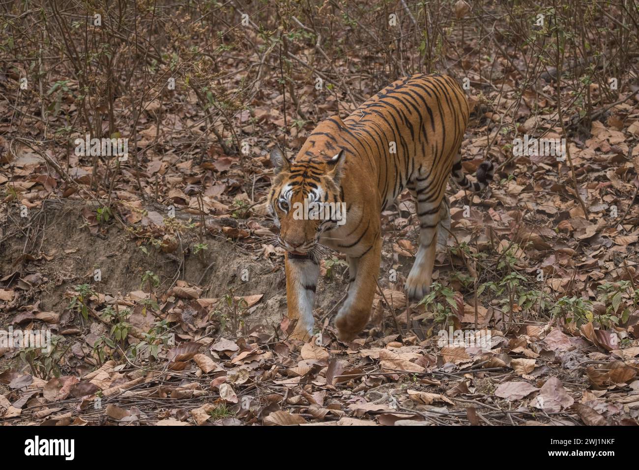 Royal Bengal Tiger, Panthera tigris, female, Kanha National Park, Madhya Pradesh, India Stock ...