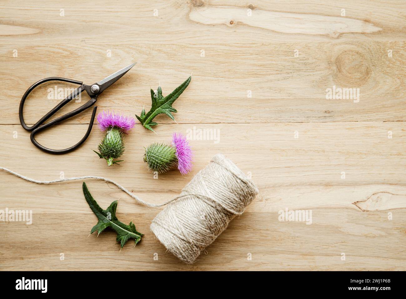 Flat lay view of Onopordum acanthium, cotton thistle, Scotch or ...