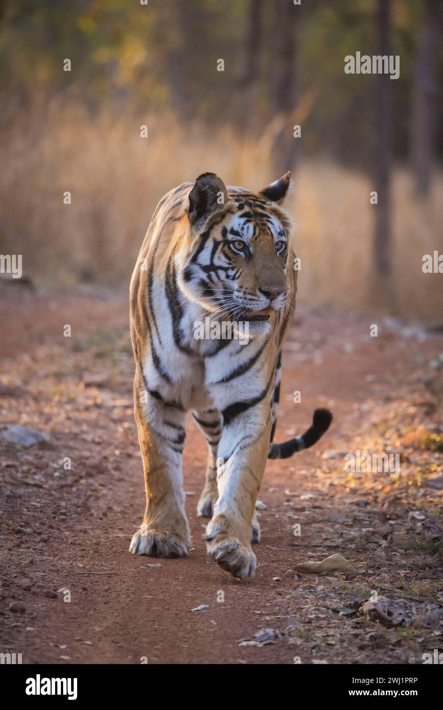 Royal Bengal Tiger, Panthera tigris, female, Panna Tiger Reserve ...