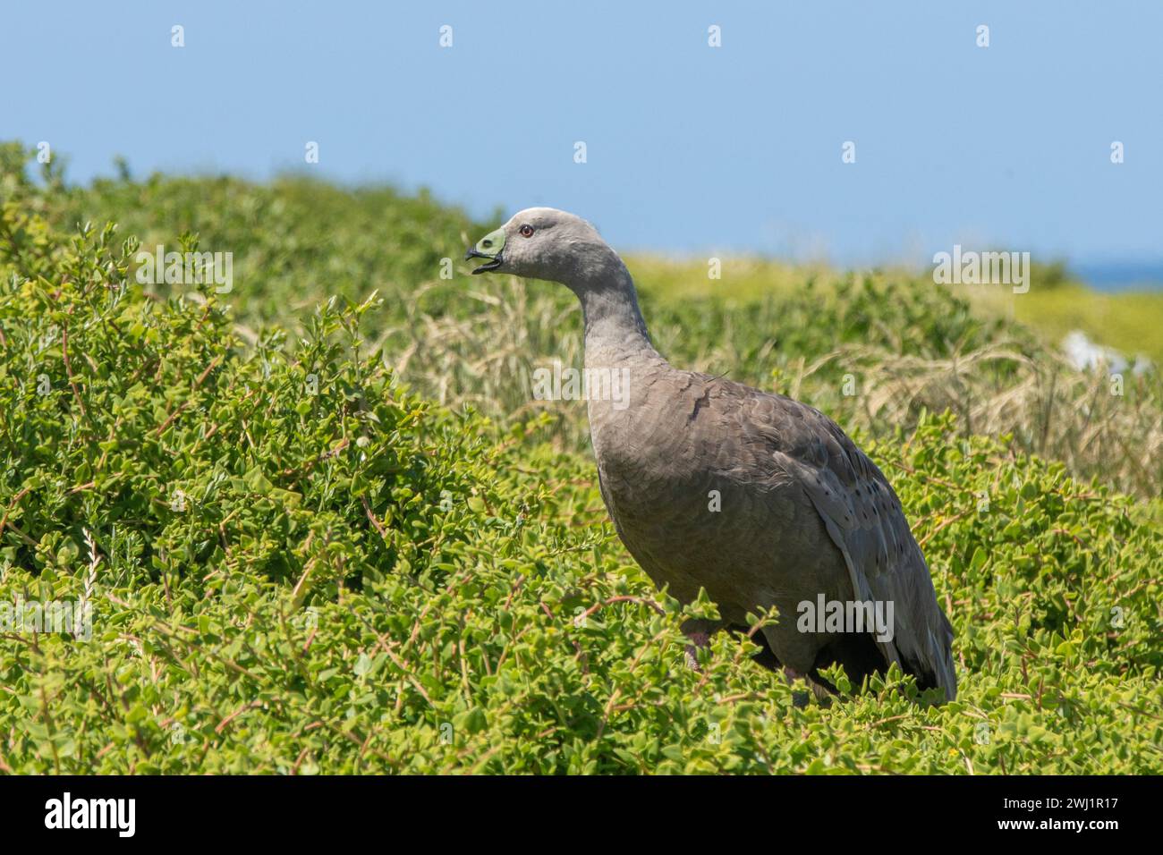 The Cape Barren goose (Cereopsis novaehollandiae) also known as a pig ...