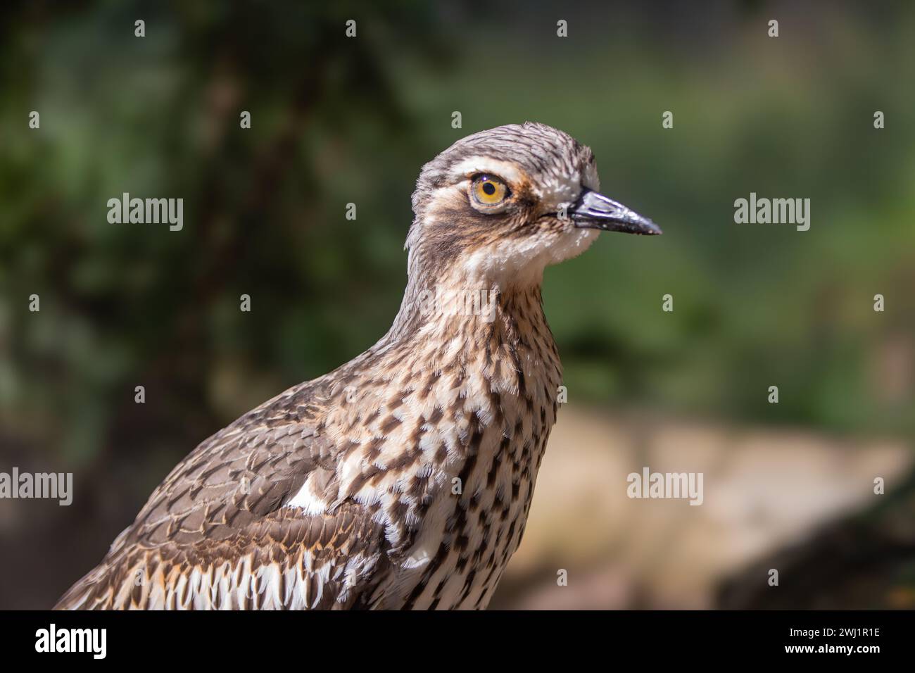 Scrub stone curlew hi-res stock photography and images - Alamy