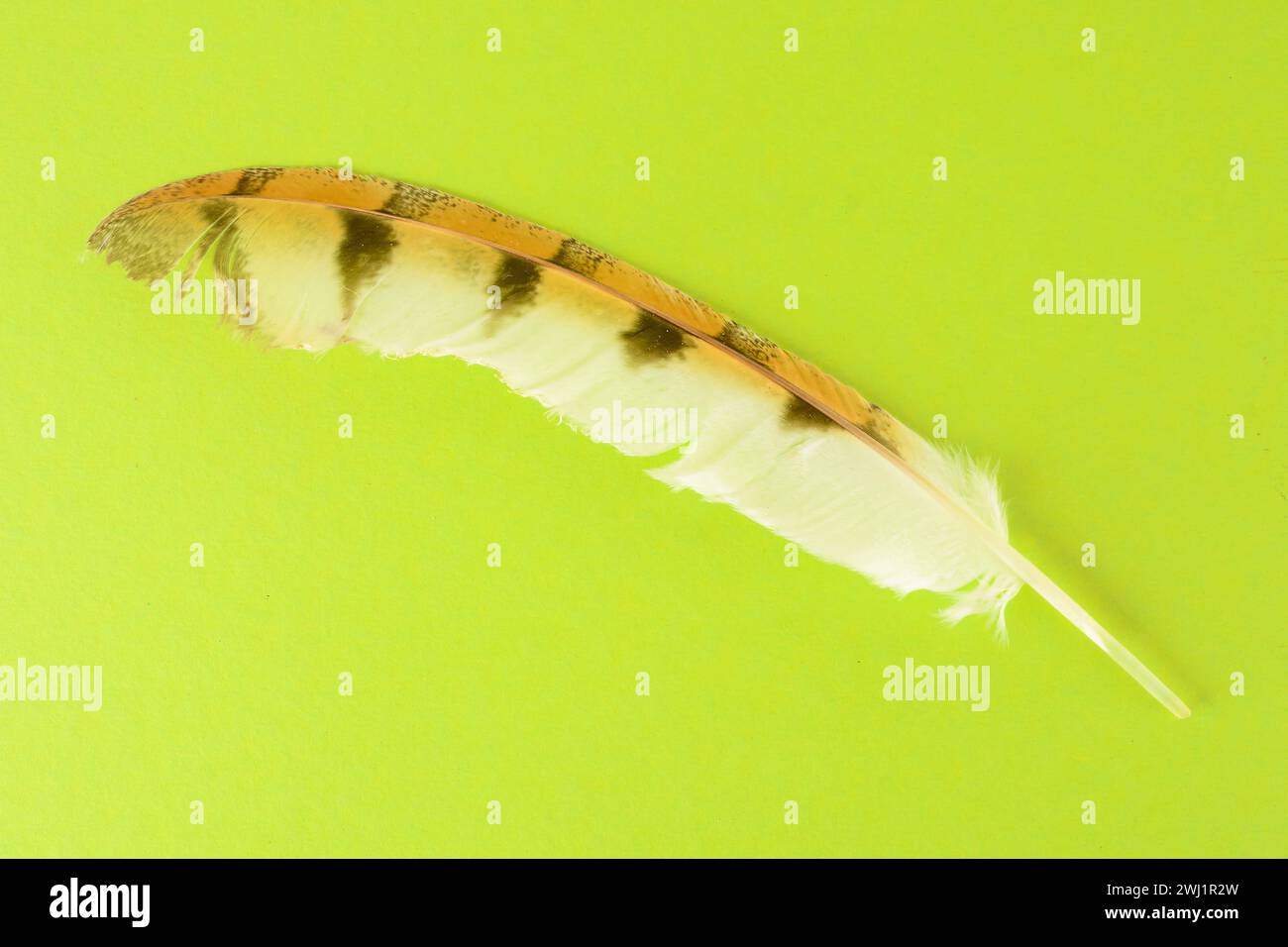 Plume background hi-res stock photography and images - Alamy