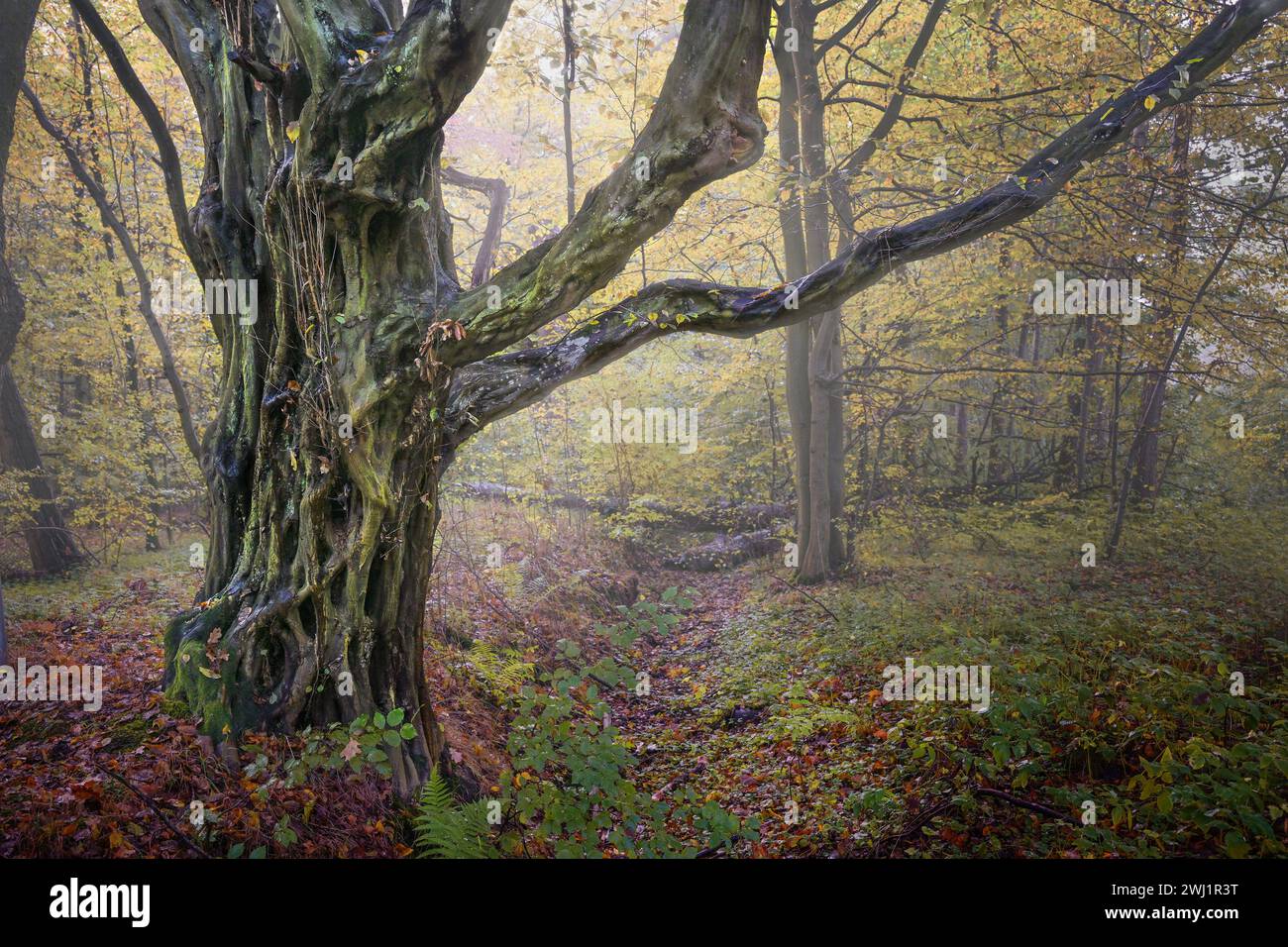 Weathered trunk of a very old hornbeam tree (Carpinus betulus) in a ...