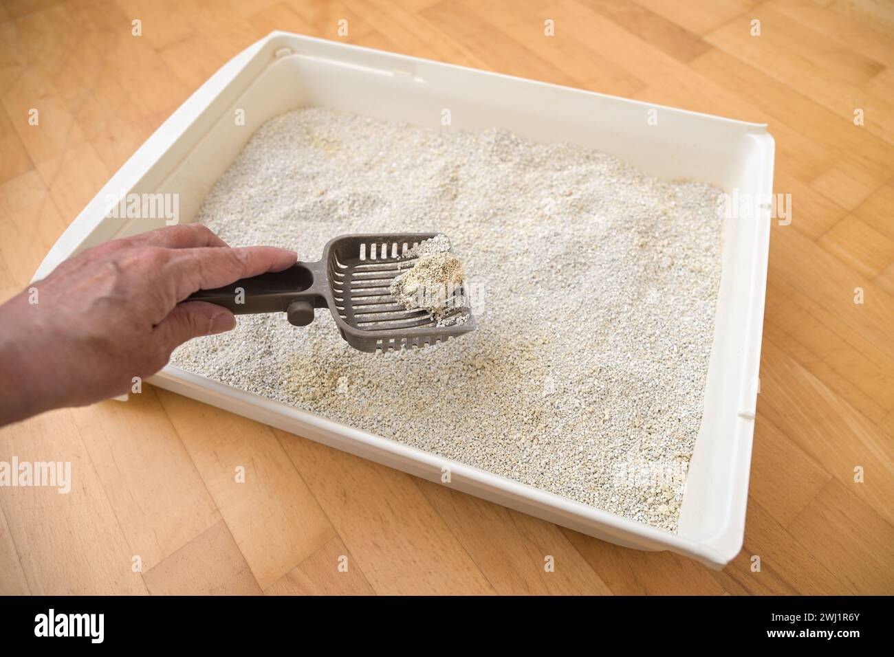 Hand with a plastic scoop cleaning a cat toilet box with clumping ...