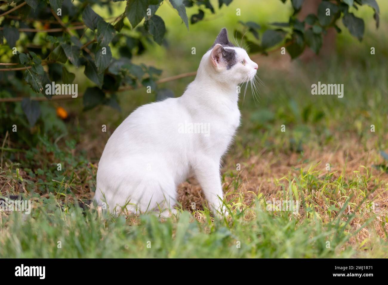 Adult cat hi-res stock photography and images - Alamy