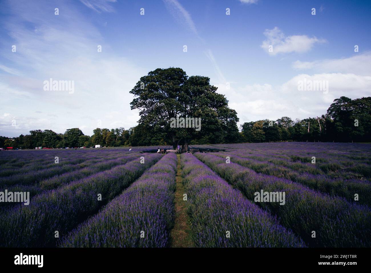 Rows of lavender plants hi-res stock photography and images - Alamy
