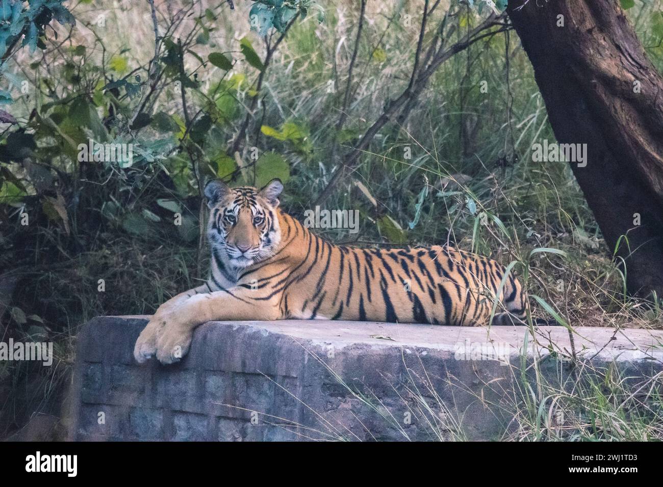 Royal Bengal Tiger, Panthera tigris, male cub, Panna Tiger Reserve ...