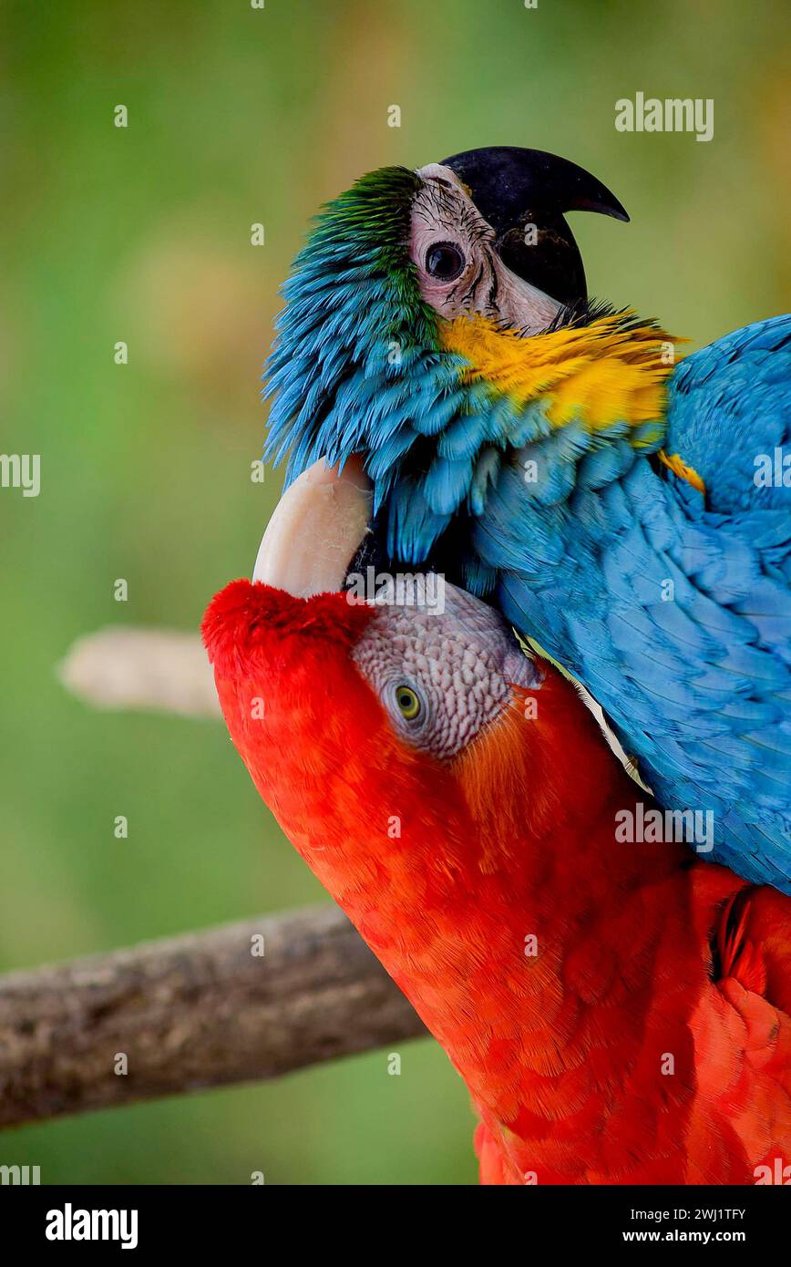 Colombian beauty: Vibrant blue, red, and yellow Macaws grace the skies ...