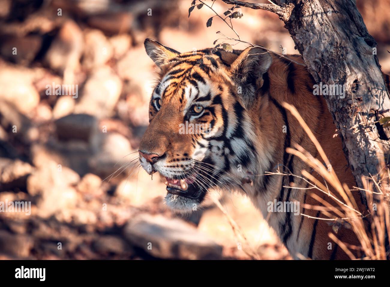 Royal Bengal Tiger, Panthera tigris, male, Panna Tiger Reserve, Madhya ...
