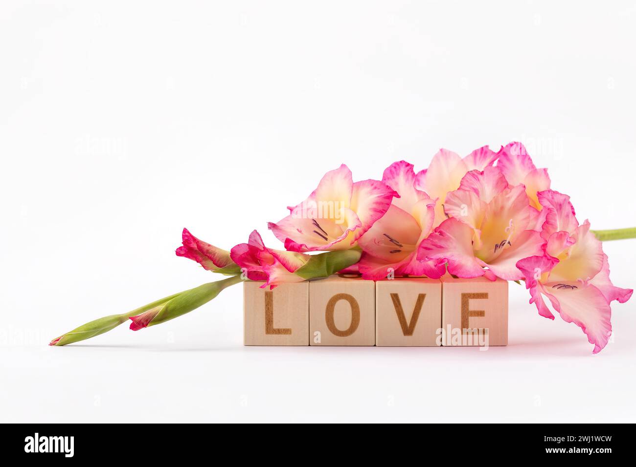 Creative minimal flower background Cut Out Stock Images & Pictures - Alamy